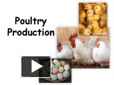 Poultry Production presentation | free to view