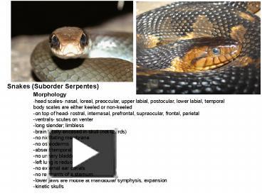 Snakes Suborder Serpentes presentation | free to view