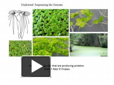 PPT – Introduction to Vectors PowerPoint presentation | free to ...