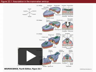 PPT – Figure 22'1 Neurulation in the mammalian embryo PowerPoint ...