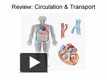 PPT – Review: Circulation PowerPoint presentation | free to view - id ...