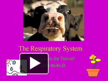 PPT – The Respiratory System PowerPoint presentation | free to download ...
