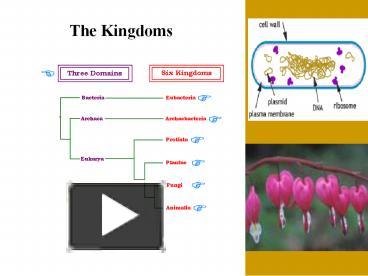 The Kingdoms presentation | free to download