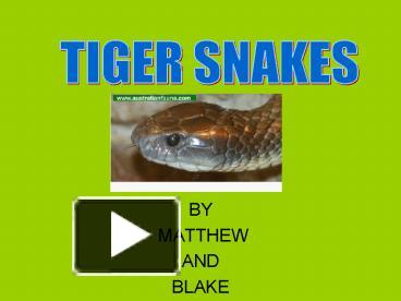 PPT – MATTHEW PowerPoint presentation | free to view - id: 74002-MjFmN