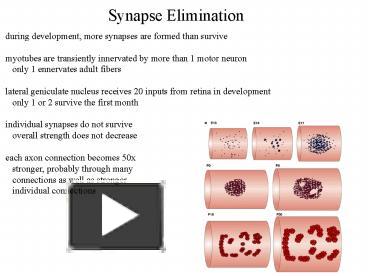 PPT – Synapse Elimination PowerPoint presentation | free to view - id ...