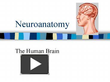 Neuroanatomy presentation | free to view