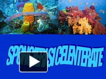 SPONGIERI SI CELENTERATE presentation | free to view