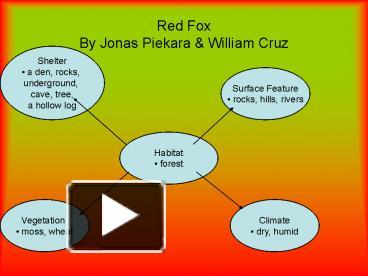 PPT – Red Fox By Jonas Piekara PowerPoint presentation | free to view ...