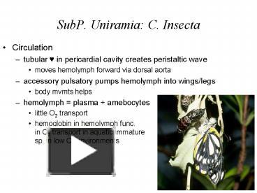 SubP. Uniramia: C. Insecta presentation | free to view