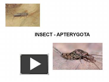 INSECT APTERYGOTA presentation | free to view