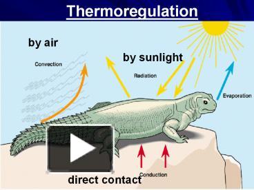 Thermoregulation presentation | free to download
