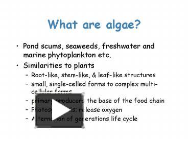What are algae presentation | free to view