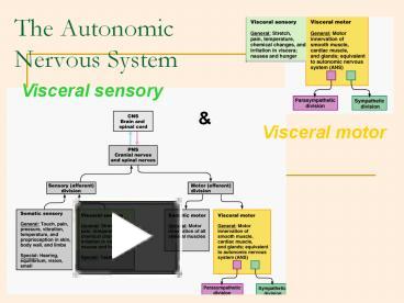 The Autonomic Nervous System presentation | free to view