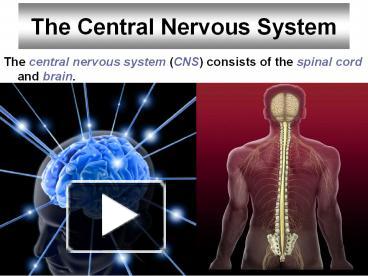 The Central Nervous System presentation | free to view