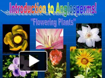Introduction to Angiosperms presentation | free to view