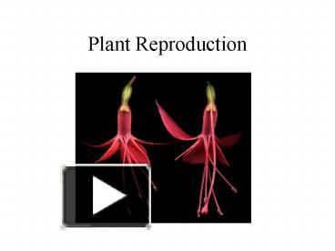 PPT – Plant Reproduction PowerPoint presentation | free to view - id ...
