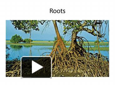 Roots presentation | free to download