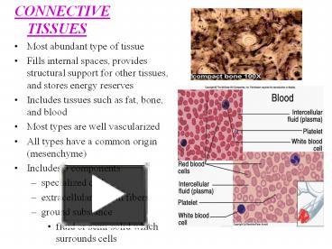 CONNECTIVE TISSUES presentation | free to view