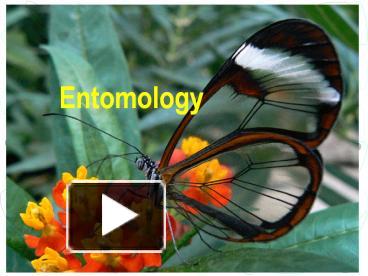 PPT – Entomology PowerPoint presentation | free to download - id ...