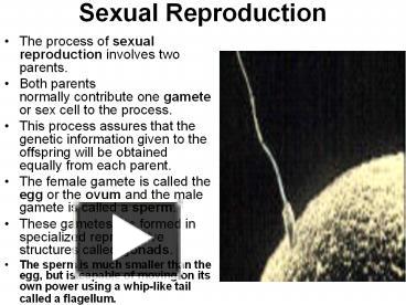 PPT – Sexual Reproduction PowerPoint presentation | free to download ...