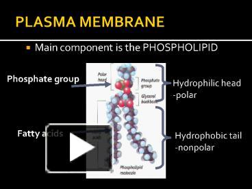 PPT – PLASMA MEMBRANE PowerPoint presentation | free to download - id ...