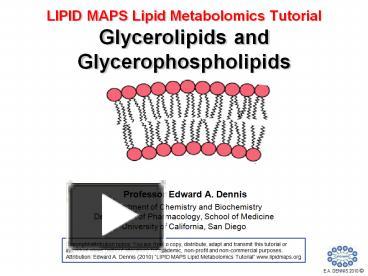 PPT – Glycerolipids%20and%20Glycerophospholipids PowerPoint ...