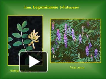 Fam.%20Leguminosae%20(=Fabaceae) presentation | free to download