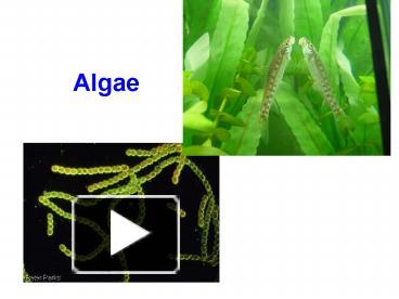 Algae presentation | free to view