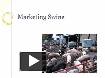 Marketing Swine presentation | free to download