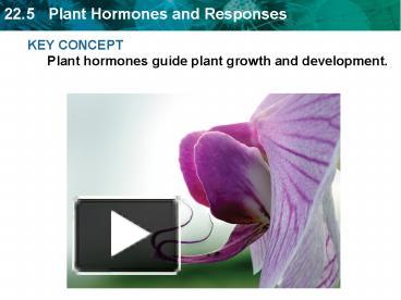 PPT – KEY CONCEPT Plant hormones guide plant growth and development ...