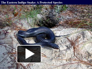 The Eastern Indigo Snake: A Protected Species presentation | free to view