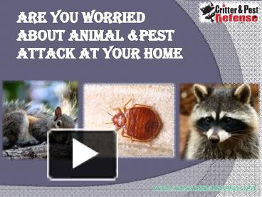 #Pest Control Apopka presentation | free to download