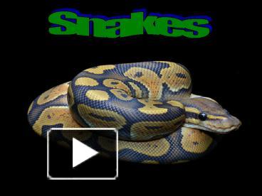 PPT – Snakes PowerPoint presentation | free to view - id: 77142-ZDc1Z