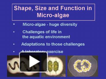 Shape, Size and Function in Microalgae presentation | free to view
