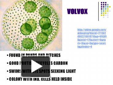 PPT – VOLVOX PowerPoint presentation | free to view - id: 77320-ZDc1Z