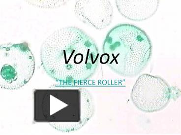 Volvox presentation | free to view