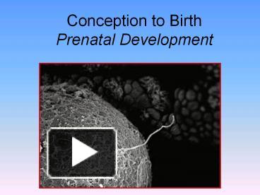 Conception to Birth Prenatal Development presentation | free to download