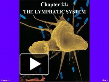PPT – THE LYMPHATIC SYSTEM PowerPoint presentation | free to view - id ...
