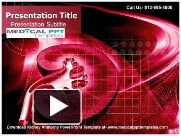 PPT – Kidney Anatomy PowerPoint Template PowerPoint presentation | free ...