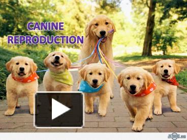 Canine Reproduction presentation | free to view