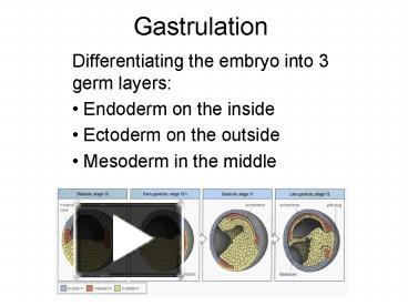 Gastrulation Ppt Self Organization In Biology | About | Elsevier