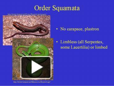 Order Squamata presentation | free to view