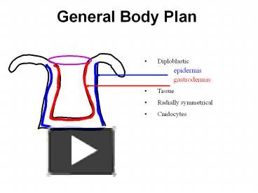 PPT – General Body Plan PowerPoint presentation | free to download - id ...