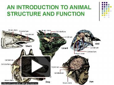 AN INTRODUCTION TO ANIMAL STRUCTURE AND FUNCTION presentation | free to ...
