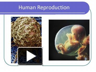 Human Reproduction presentation | free to download