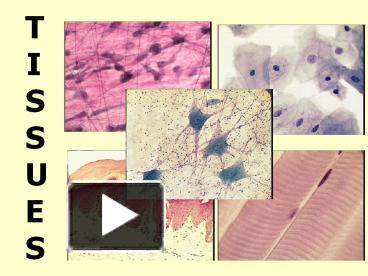 PPT – TISSUES PowerPoint presentation | free to view - id: 791c25-N2U4O