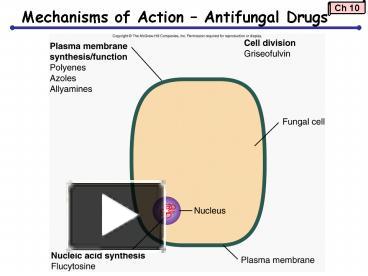 PPT – Mechanisms of Action Antifungal Drugs PowerPoint presentation ...