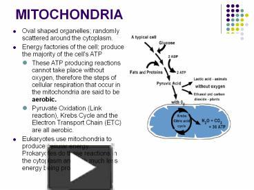 MITOCHONDRIA presentation | free to download