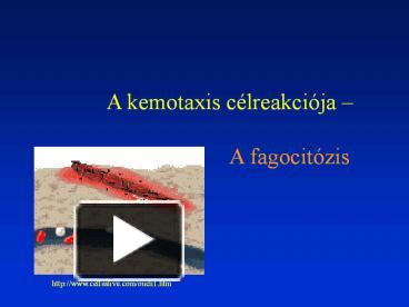 PPT – PowerPoint bemutat PowerPoint presentation | free to download ...