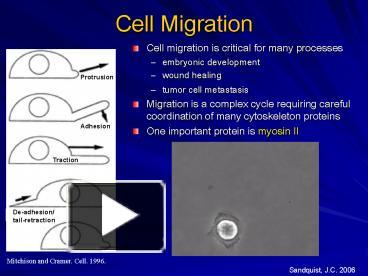 Cell Migration presentation | free to view